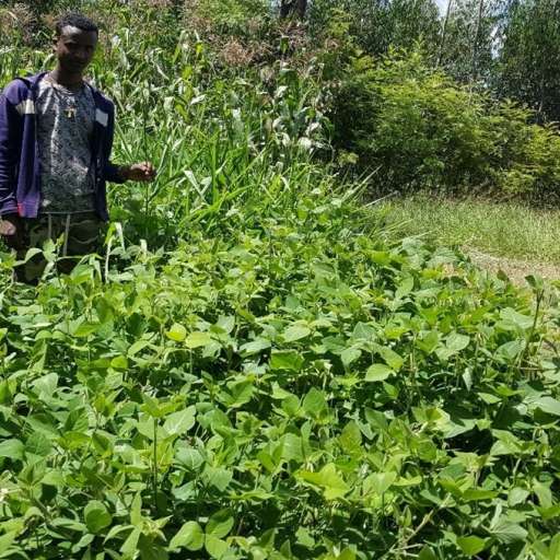 Cultivation of livestock fodder can provide better soil in Ethiopia - Nibio Cultivation of livestock fodder can provide better soil in Ethiopia - Nibio